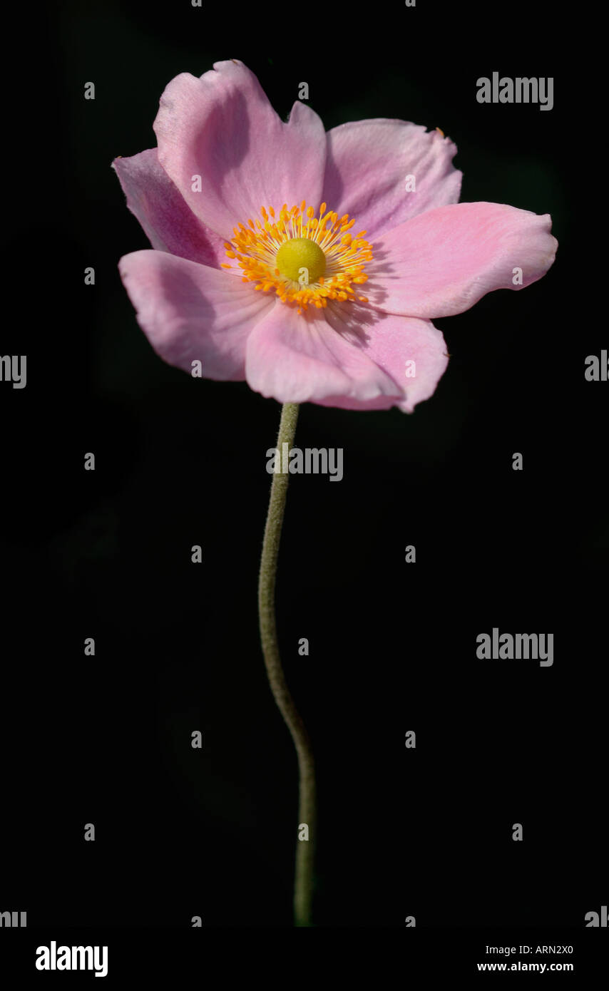 Japanese anenome flower hi-res stock photography and images - Alamy