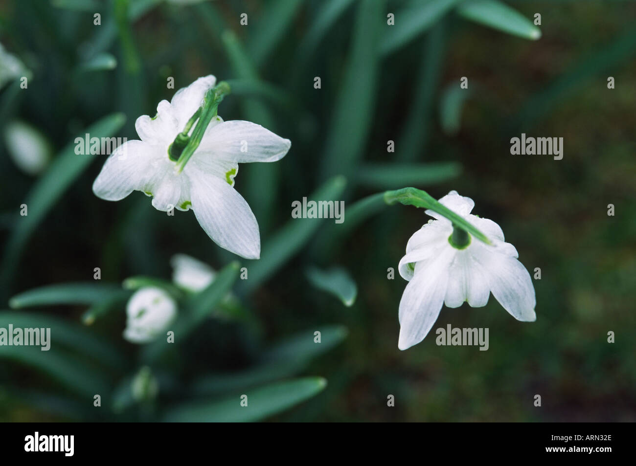 Two snowdrop flowers hi-res stock photography and images - Alamy