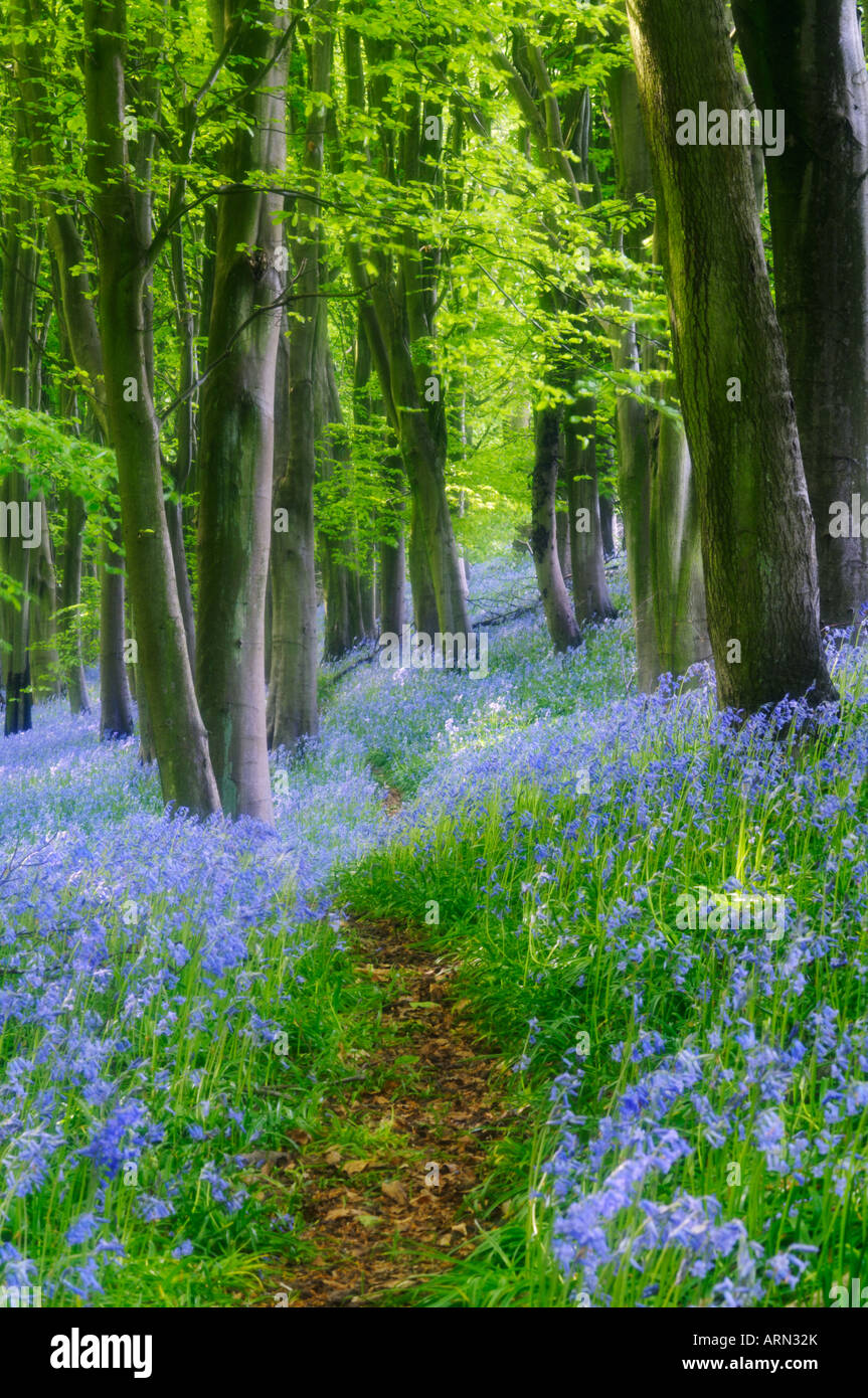 Path through bluebell wood hi-res stock photography and images - Alamy
