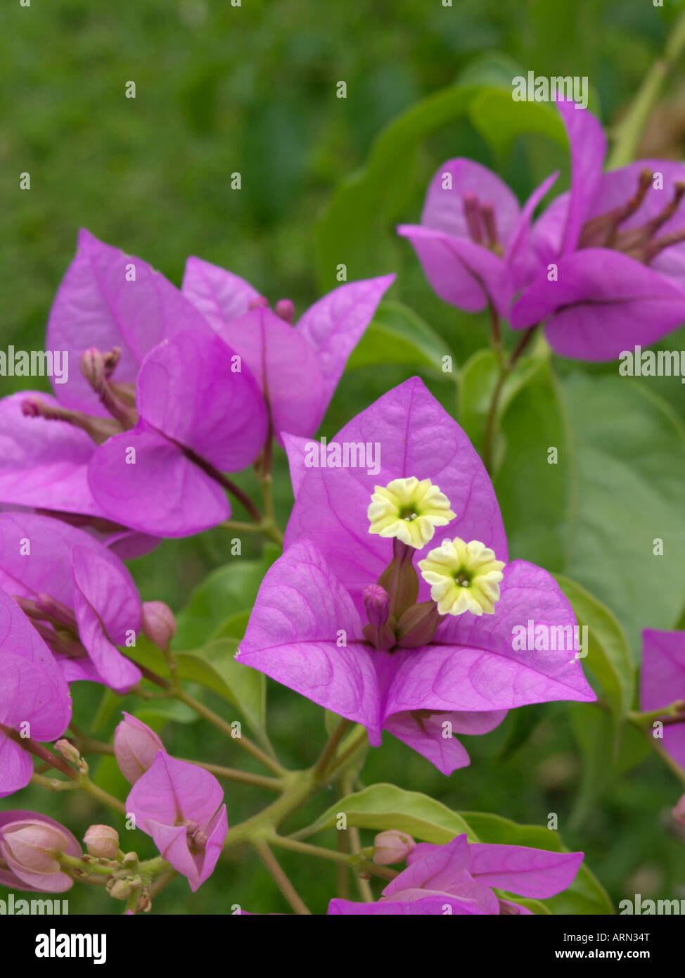 Paper flower (Bougainvillea glabra 'Choisy' Stock Photo - Alamy