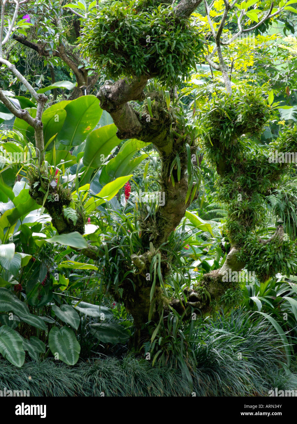 Epiphytic plants hi-res stock photography and images - Alamy