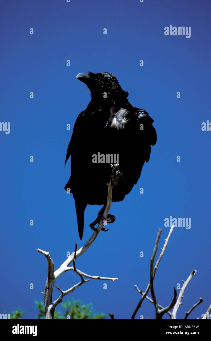 FL Florida Everglades National Park raven black bird swampy wetlands ...