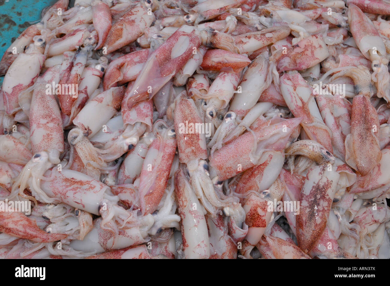 Fish or Wet Market in Kota Kinabulu capital of Sabah Northern Borneo ...