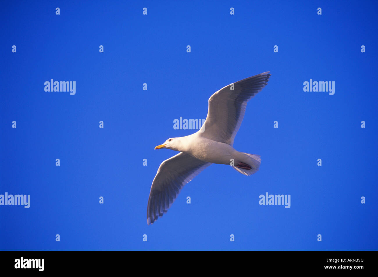Glaucus gull in flight (Larus hyperboreus), British Columbia, Canada ...