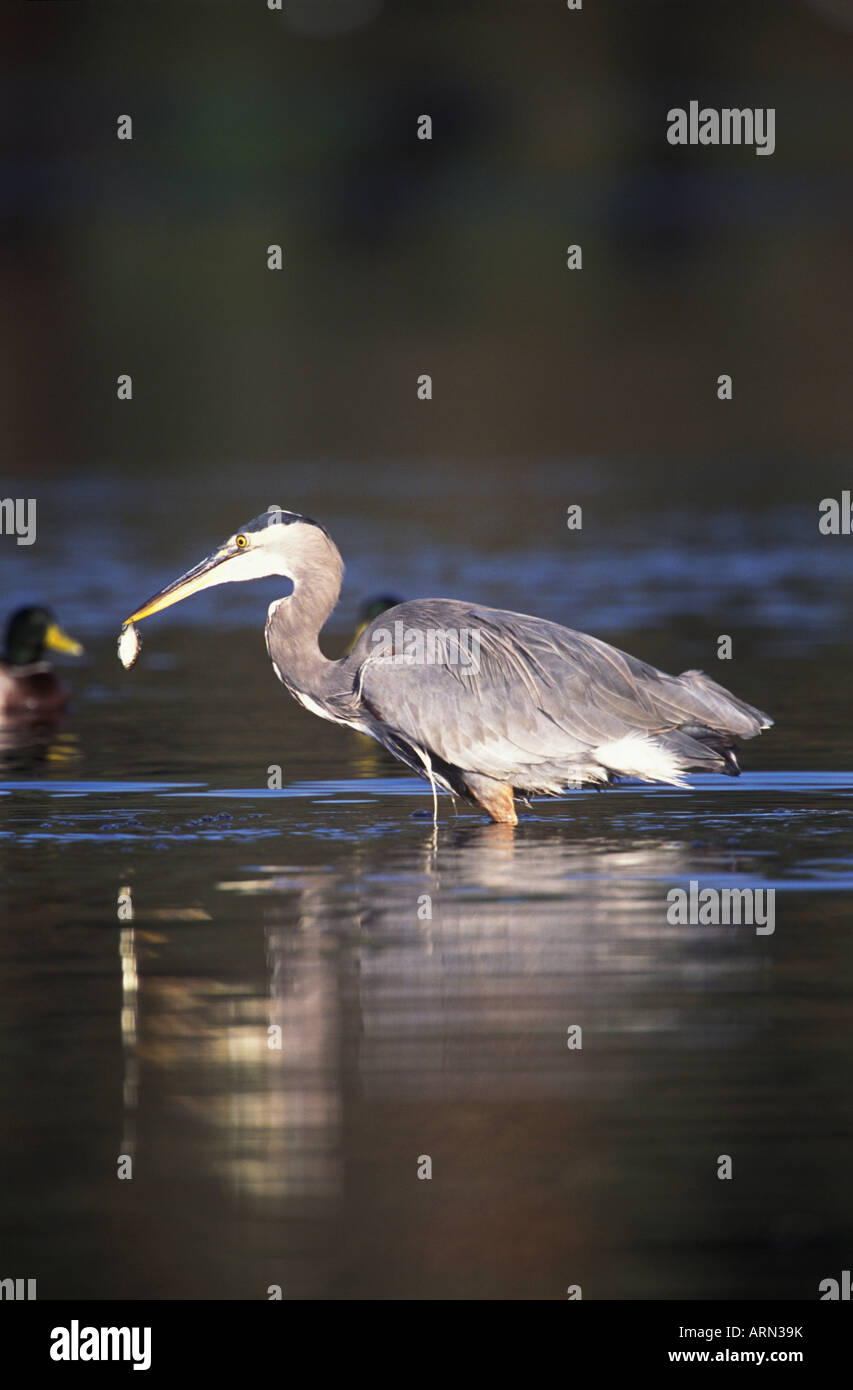 Great Blue Heron with small minnow (Ardea herodias), British Columbia ...