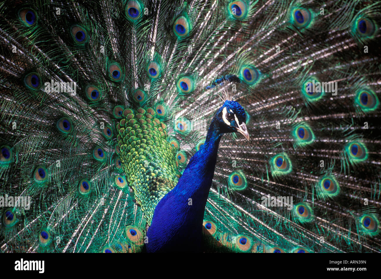 Peacock male with full display, British Columbia, Canada Stock Photo ...