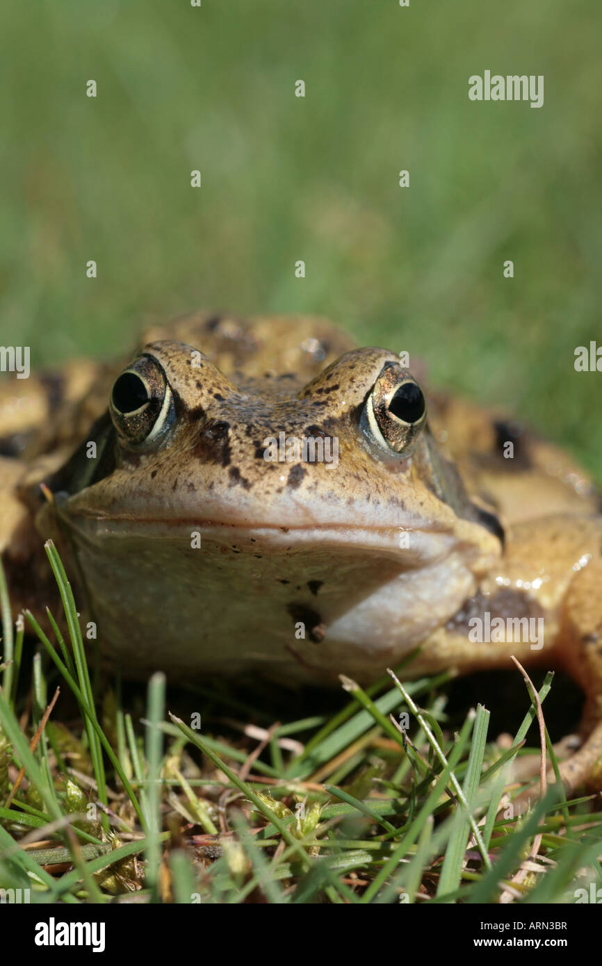 Common frog Rana temporaria on a garden lawn Stock Photo - Alamy