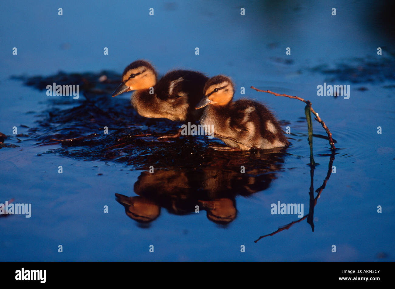 Baby ducks (ducklings) on pond, British Columbia, Canada Stock Photo ...
