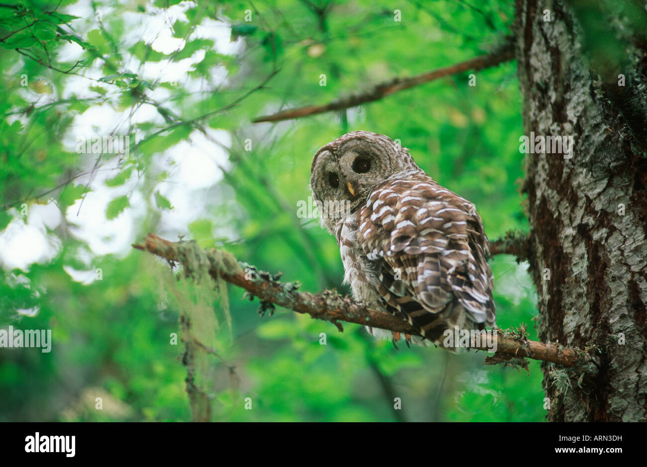 British predatory birds hi-res stock photography and images - Alamy