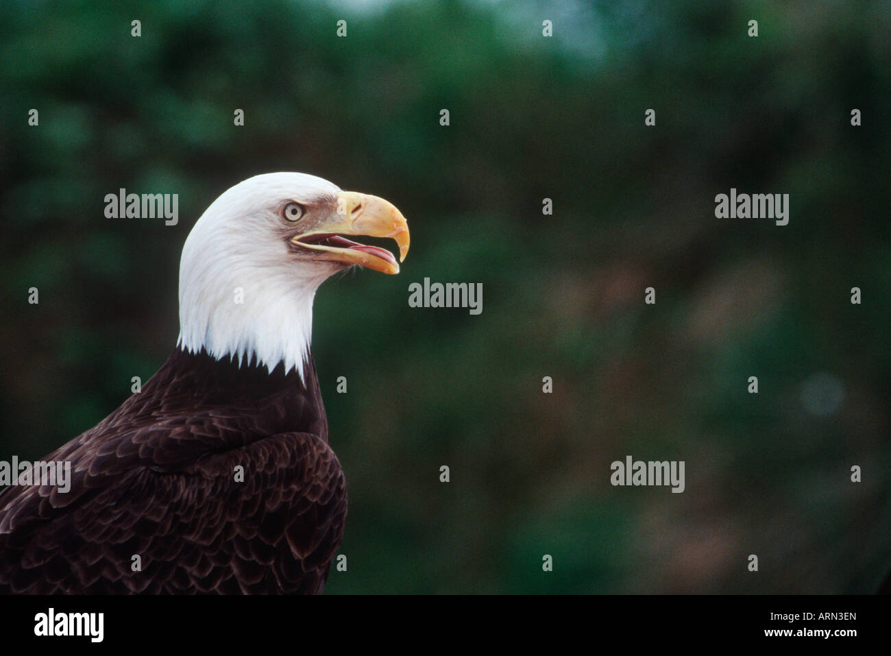 Bald Eagle (Haliaetus leucocephalus), British Columbia, Canada Stock ...