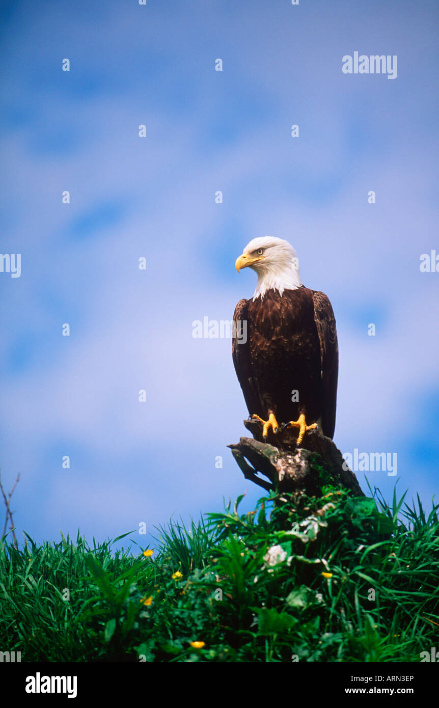 Bald Eagle (Haliaetus leucocephalus), British Columbia, Canada Stock ...