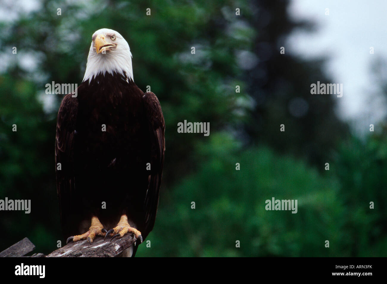 Bald Eagle (Haliaetus leucocephalus), British Columbia, Canada Stock ...