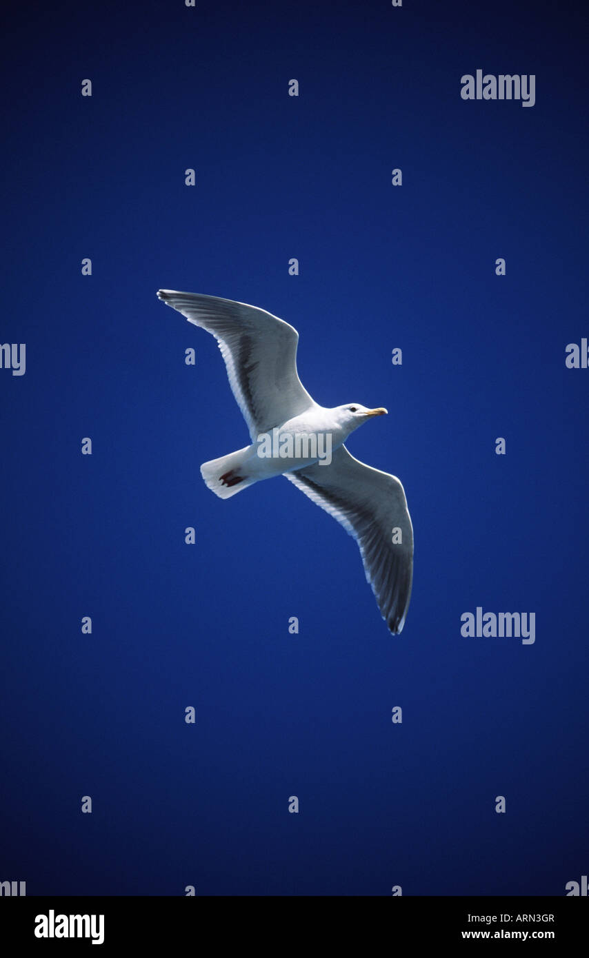 Hyperboreus hi-res stock photography and images - Alamy