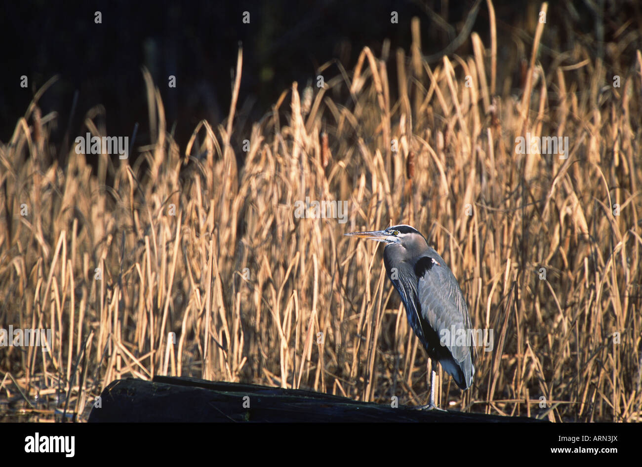 Bull with wings hi-res stock photography and images - Alamy