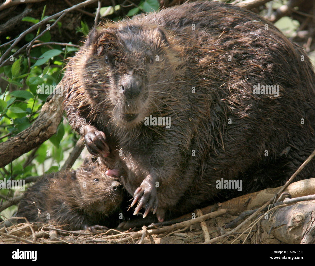 Newborn Baby Beaver
