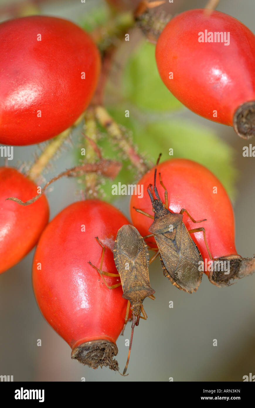 "Box Bug" Gonocerus acuteangulatus Stock Photo - Alamy