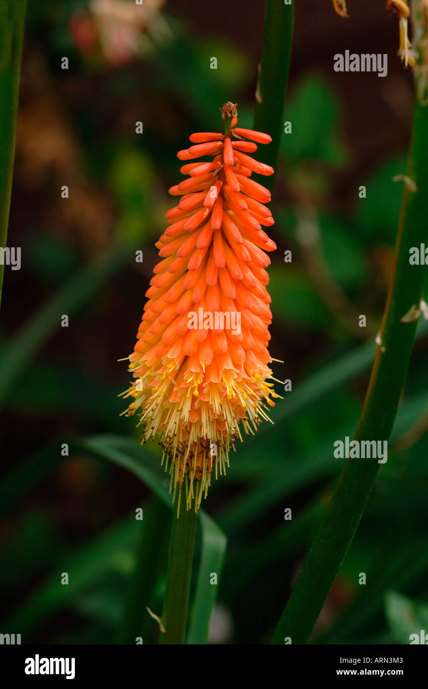 Red Hot Poker Plant Also Known As Torch Lily & Poker Plant Stock Photo ...