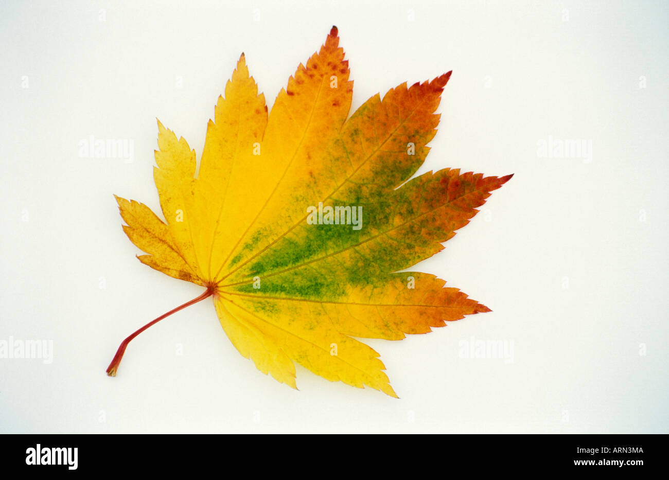 Maple Leaf on white background, UK Stock Photo - Alamy