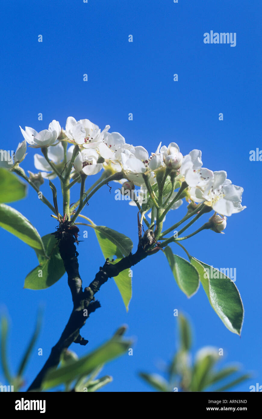 Prunus cerasus ‘morello’ hi-res stock photography and images - Alamy