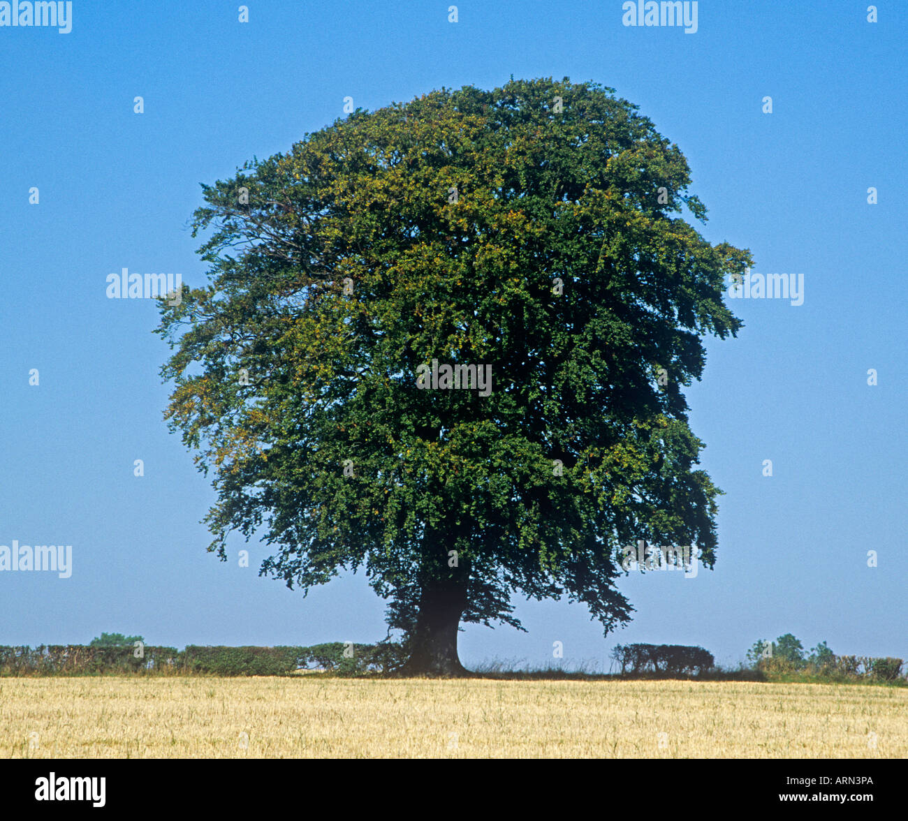 Typical oak shape hi-res stock photography and images - Alamy