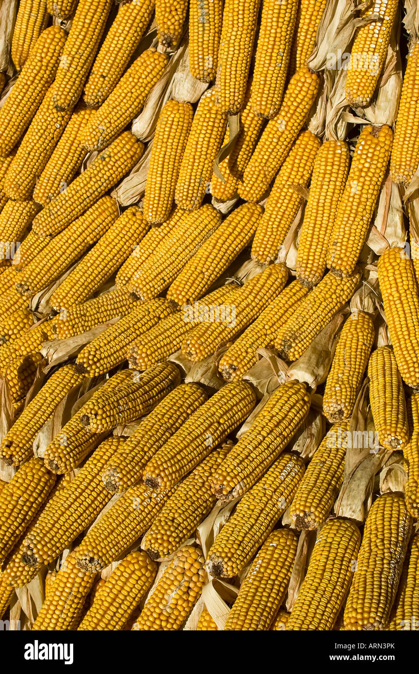 Ears of yellow corn hi-res stock photography and images - Alamy