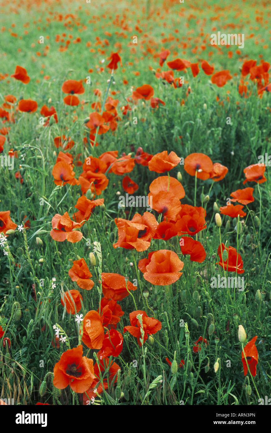 Field of wild poppies, British Columbia, Canada Stock Photo - Alamy