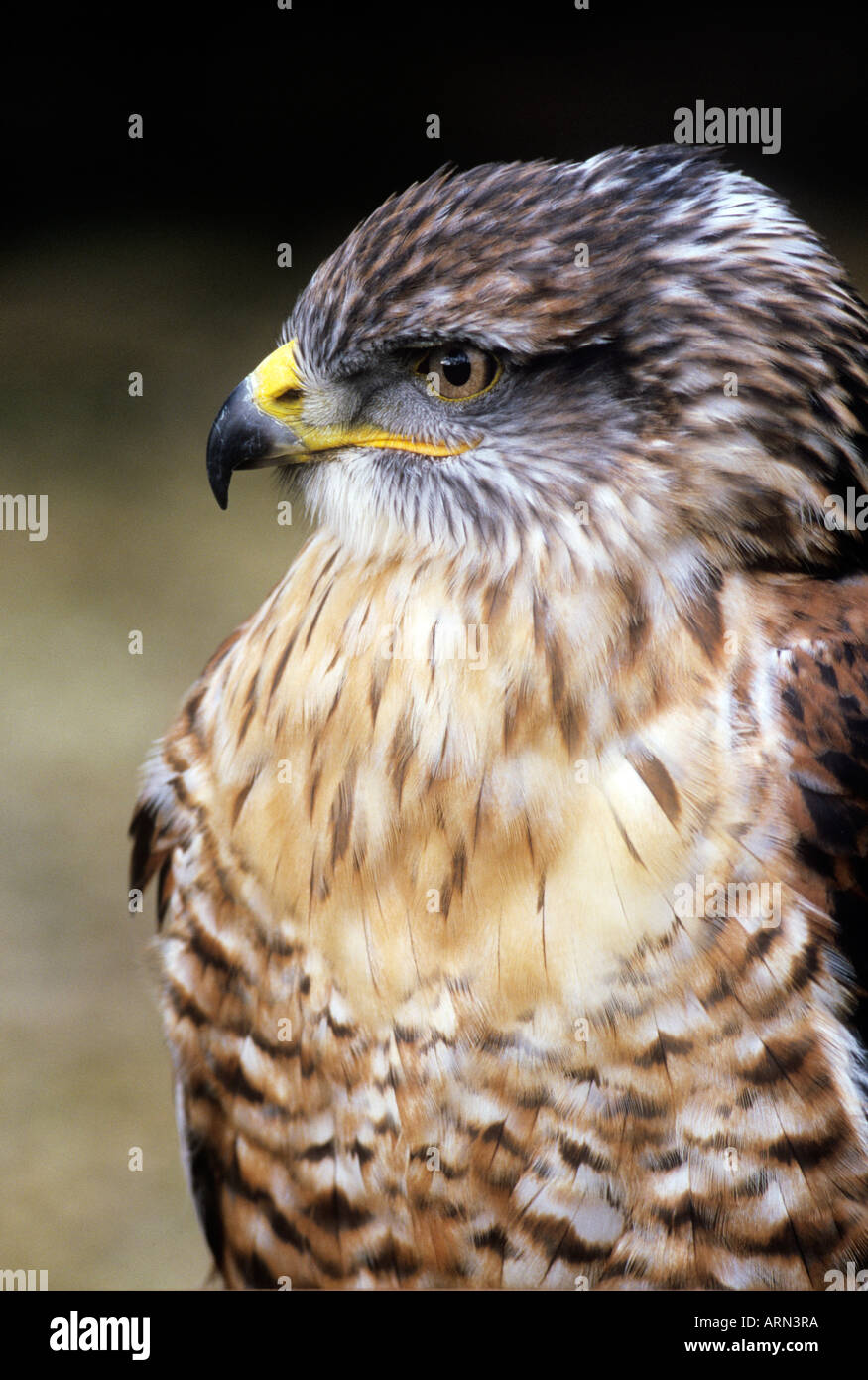 Peregrine Falcon (Falco peregrinus) portrait, England, UK Stock Photo ...