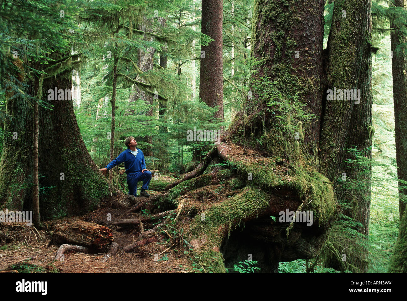 pathway in old growth forest, Carmanah Valley, Vancouver Island ...