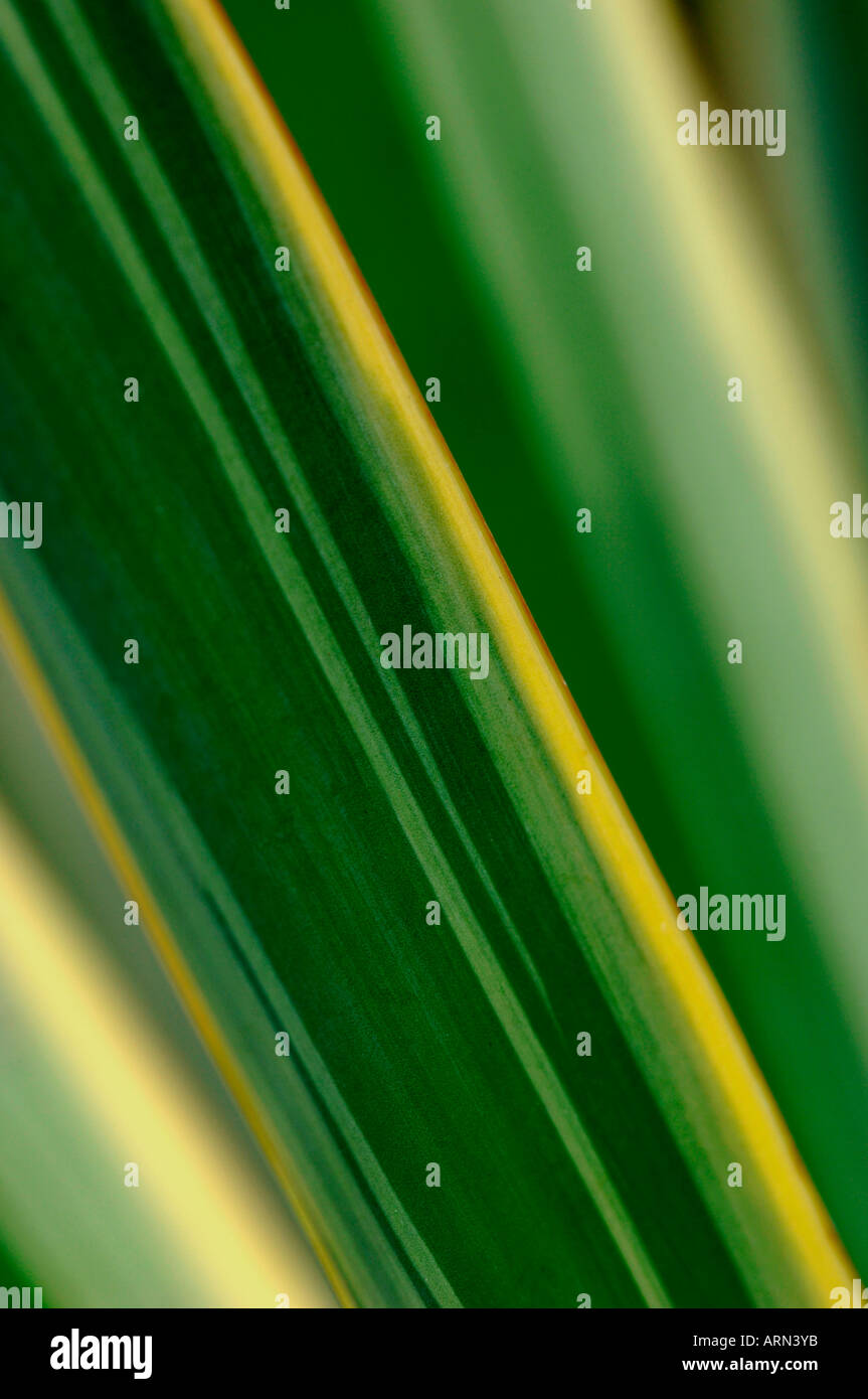 Yucca Plant Leaves Stock Photo - Alamy