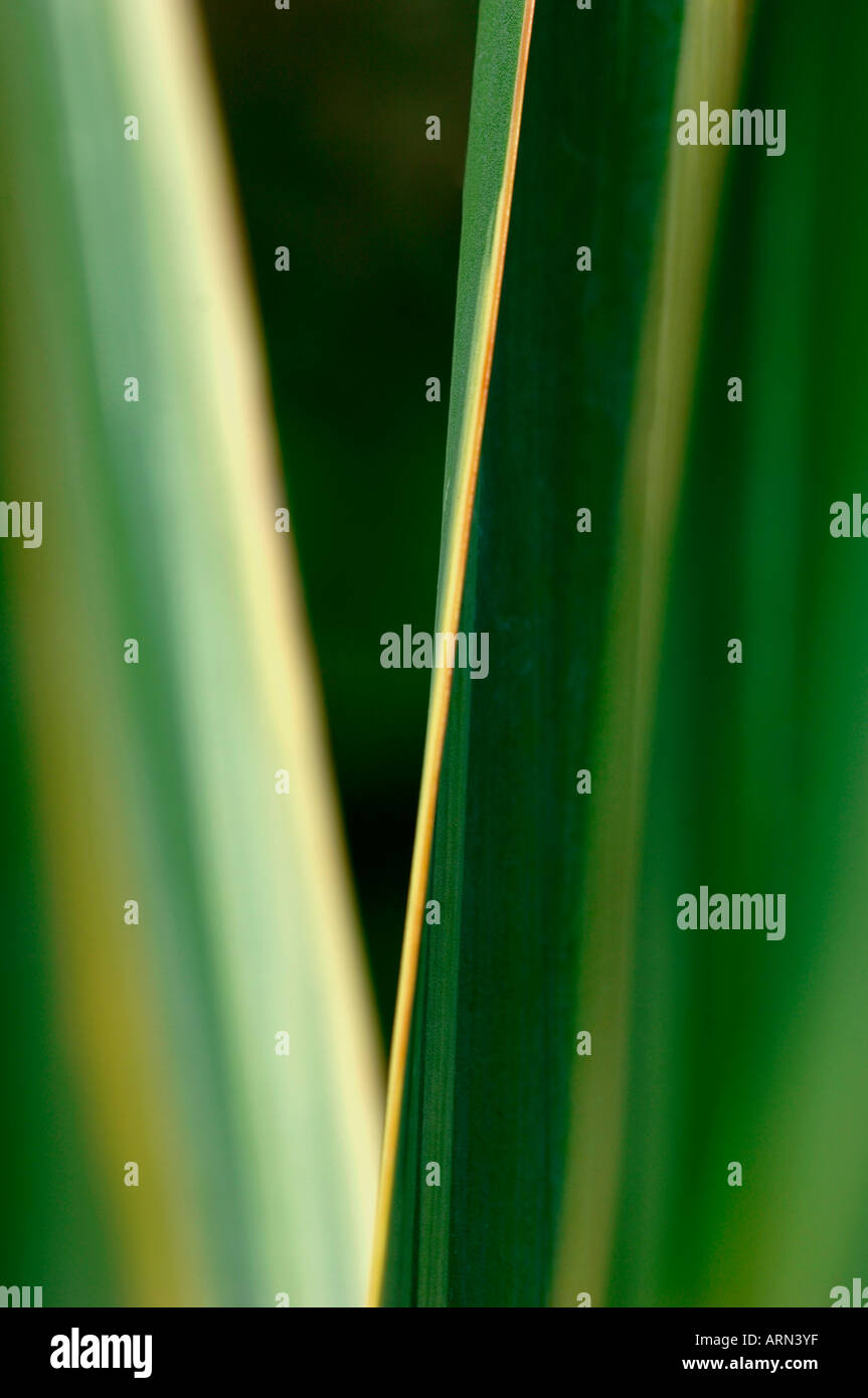 Yucca Plant Leaves Stock Photo - Alamy