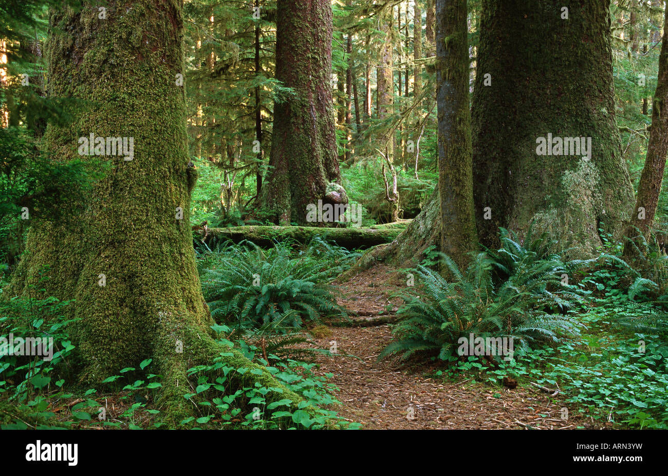Carmanah Valleys, Stoltman Grove, Vancouver Island, British Columbia ...
