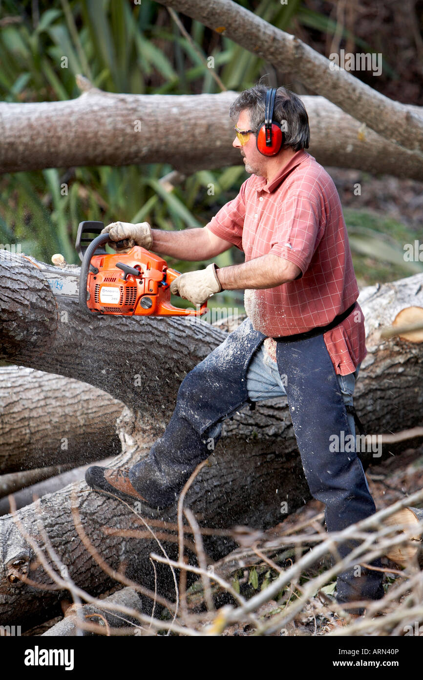 Man 63 using chainsaw to cut large tree into timber Stock Photo - Alamy