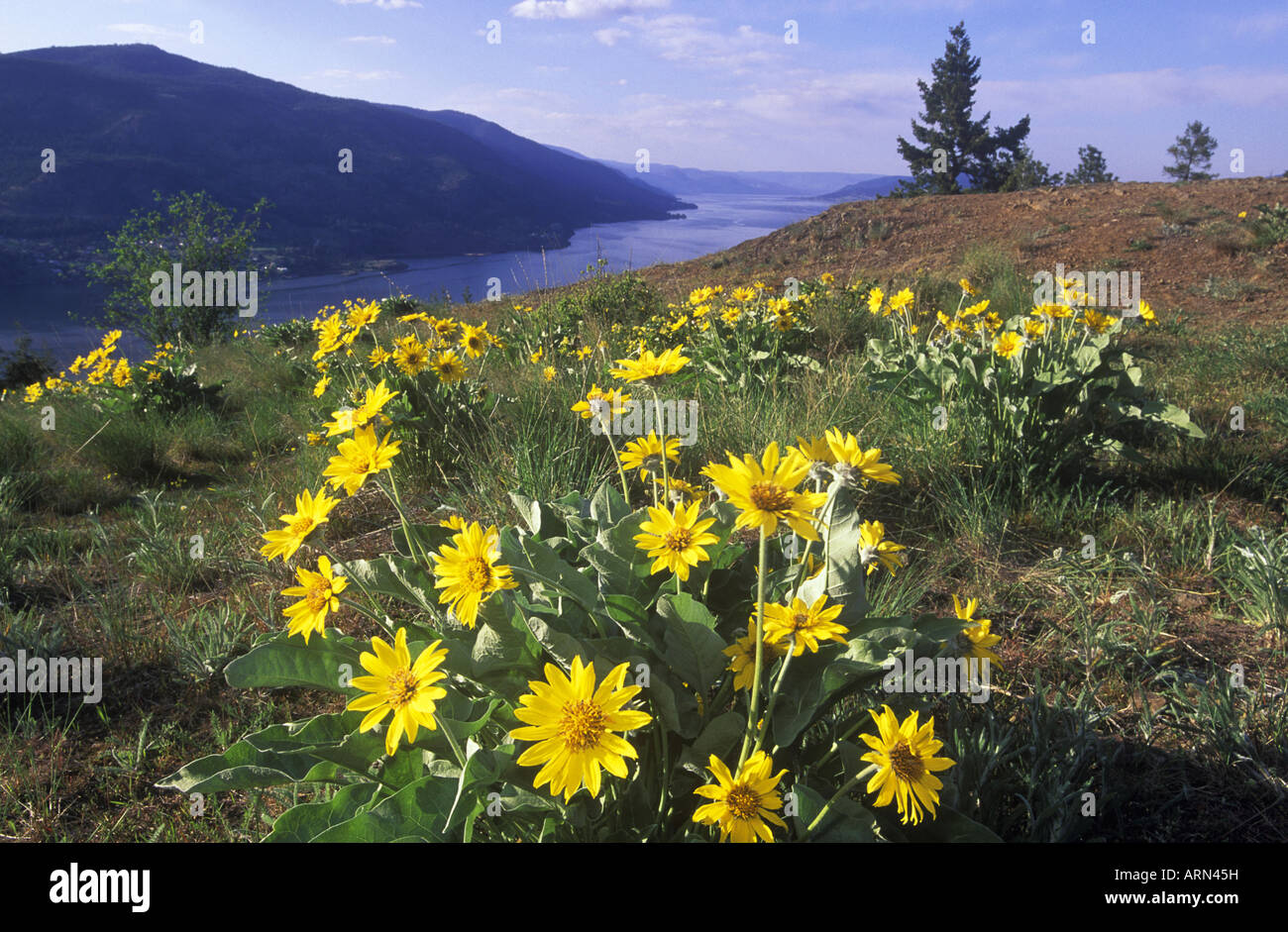 Arrowroot Balsam bloom in spring in interior Knox Mountain Park ...