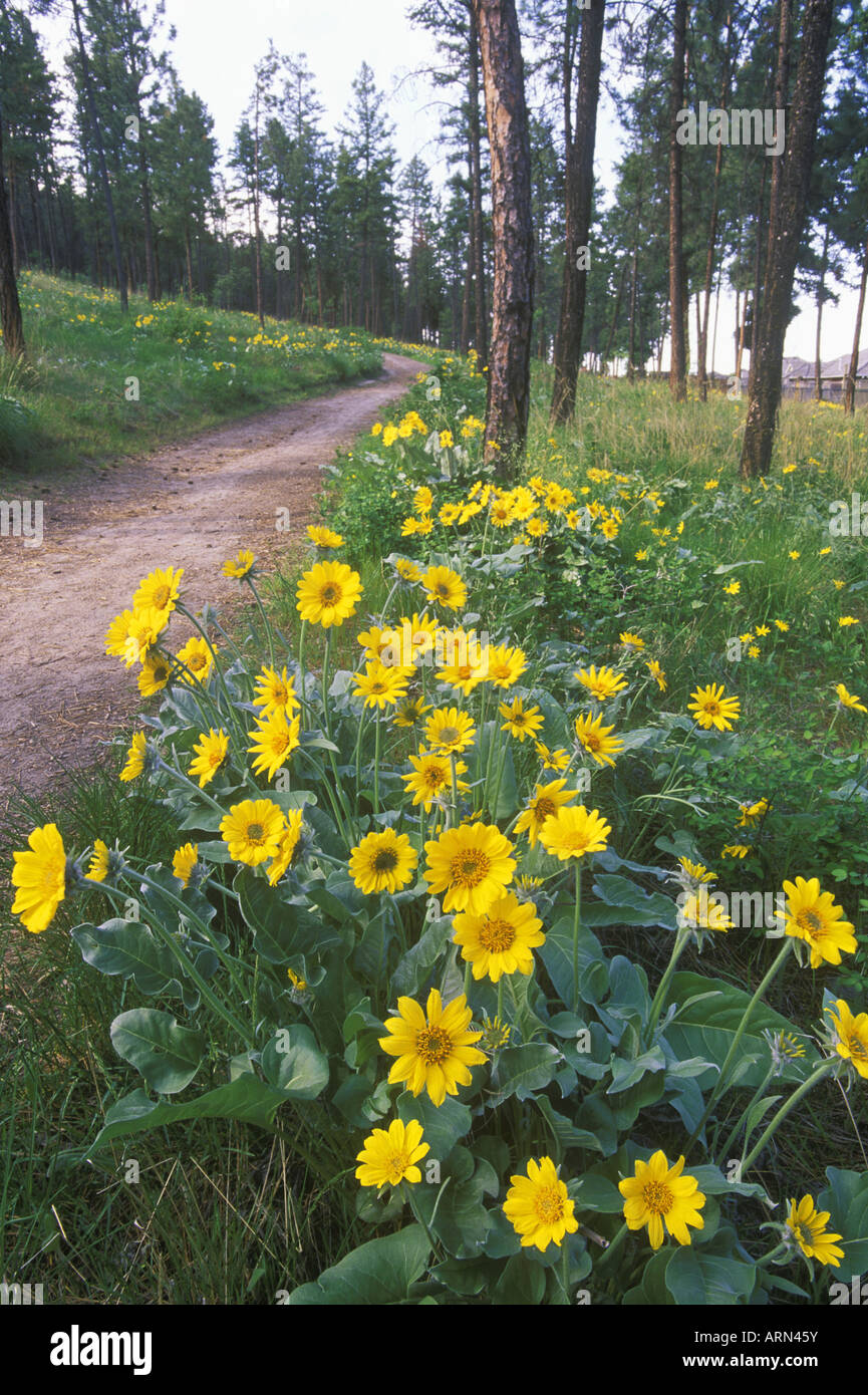 Arrowroot Balsam bloom in spring in interior Knox Mountain Park ...