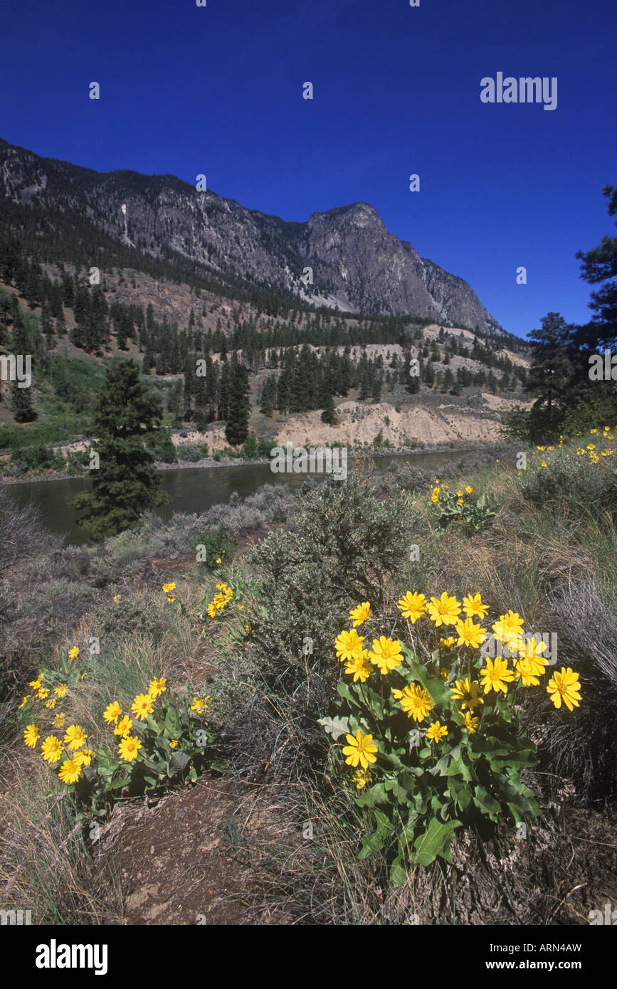 Arrowroot Balsam bloom in spring in interior Knox Mountain Park ...