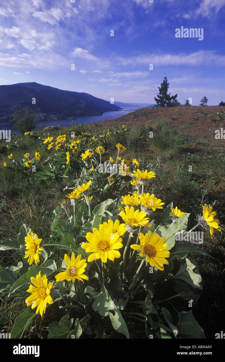 Arrowroot Balsam bloom in spring in interior Knox Mountain Park ...
