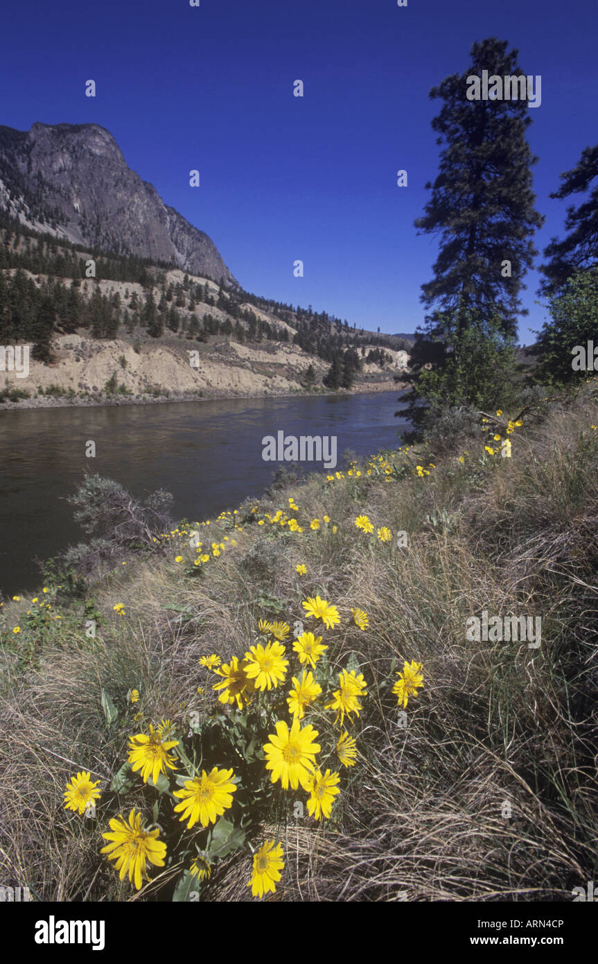 Arrowroot Balsam bloom in spring in interior Knox Mountain Park ...