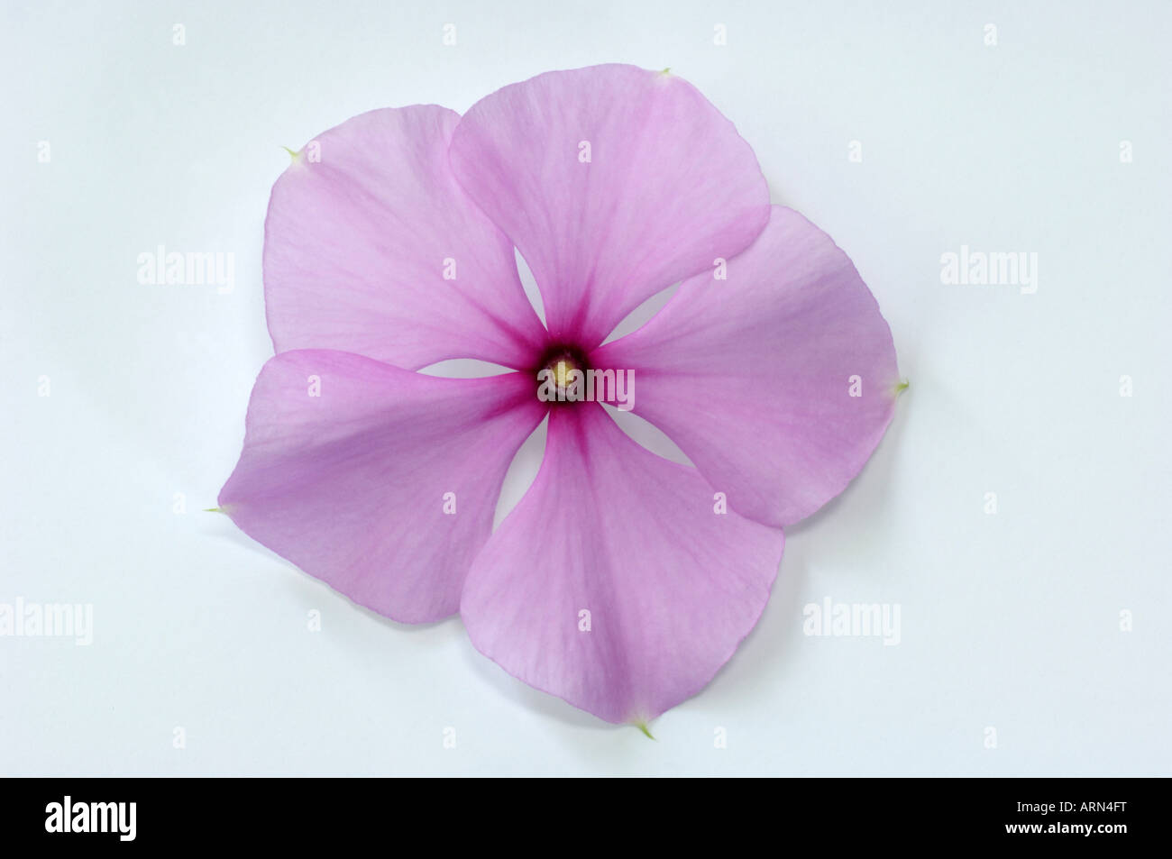 Madagascar Periwinkle Rosy Periwinkle Catharanthus roseus flower studio ...