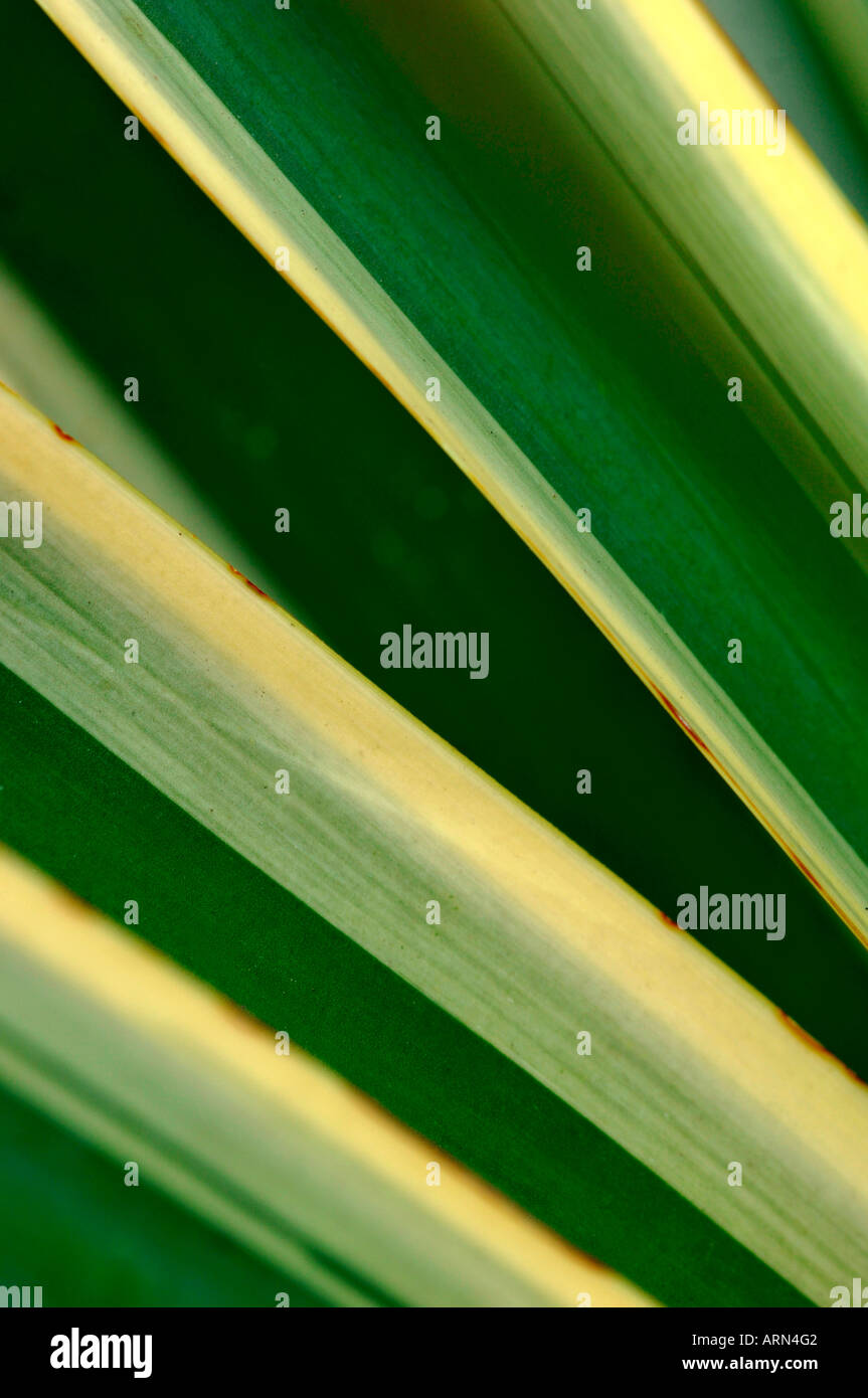 Yucca Plant Leaves Stock Photo - Alamy