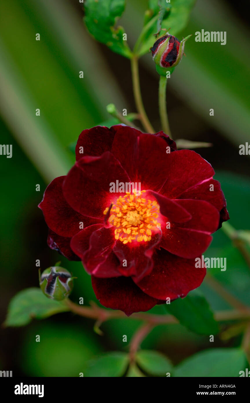 Cardinal Hume Rose Stock Photo - Alamy