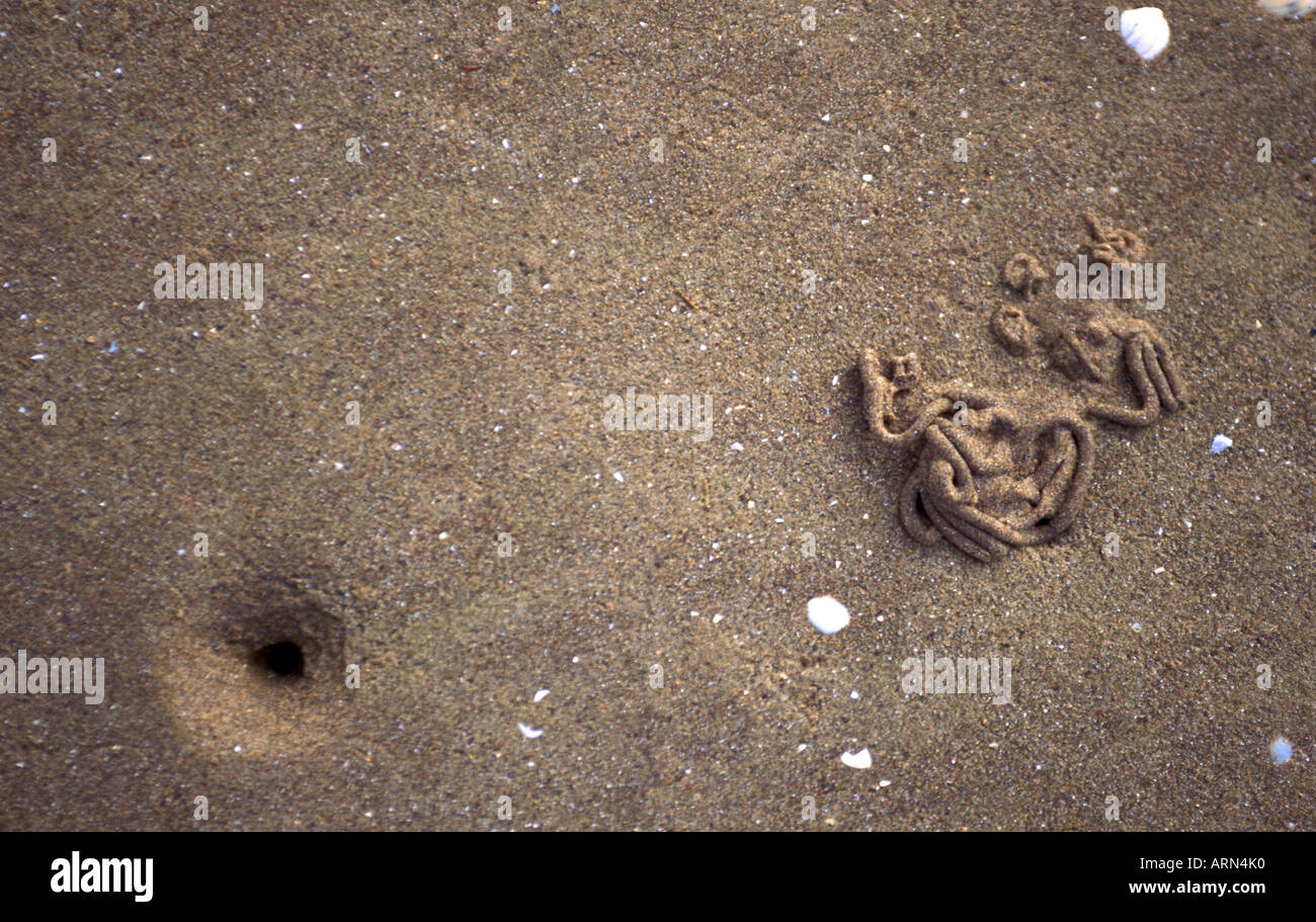 Lugworm hole and cast on the beach in Weston Bay Severn Estuary ...