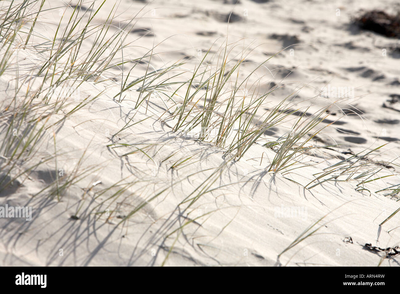 sanddune grasses growing out of sand Stock Photo - Alamy