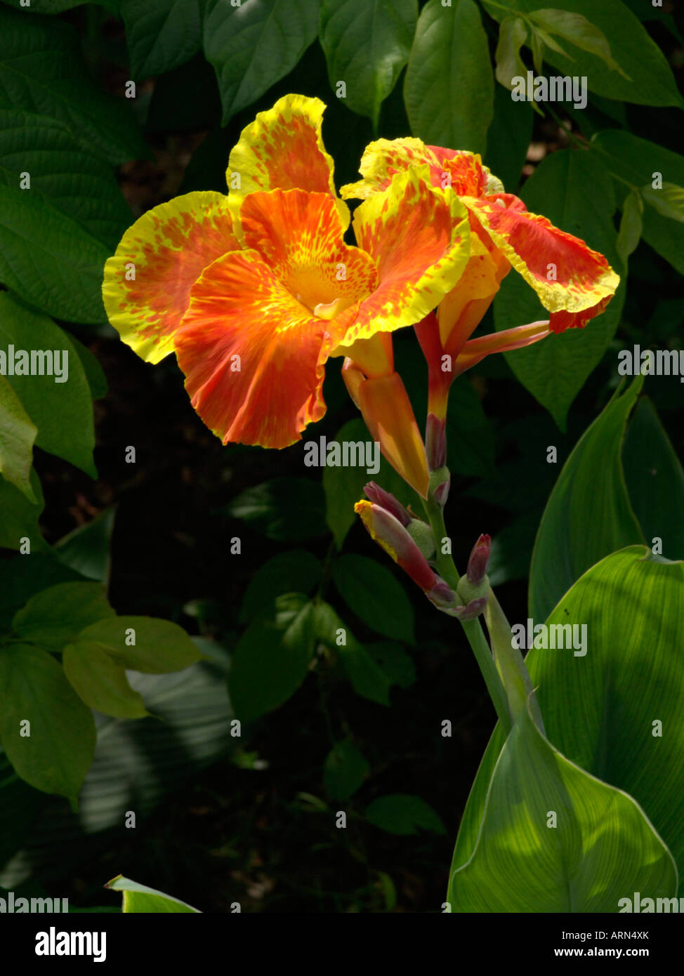 Indian canna indica hi-res stock photography and images - Alamy