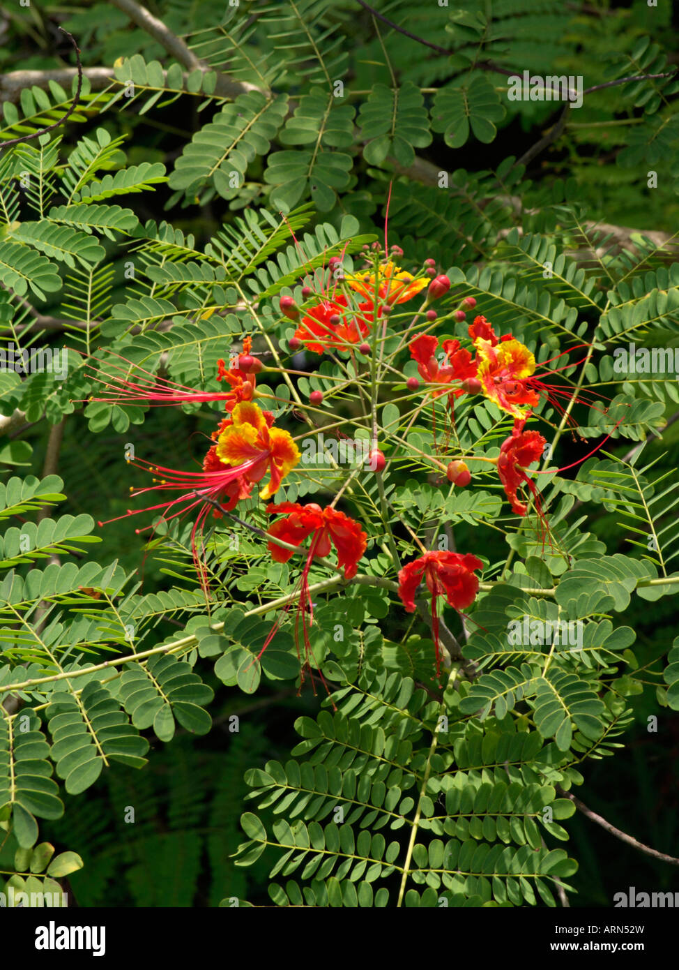 Pride of Barbados (Caesalpinia pulcherrima Stock Photo - Alamy