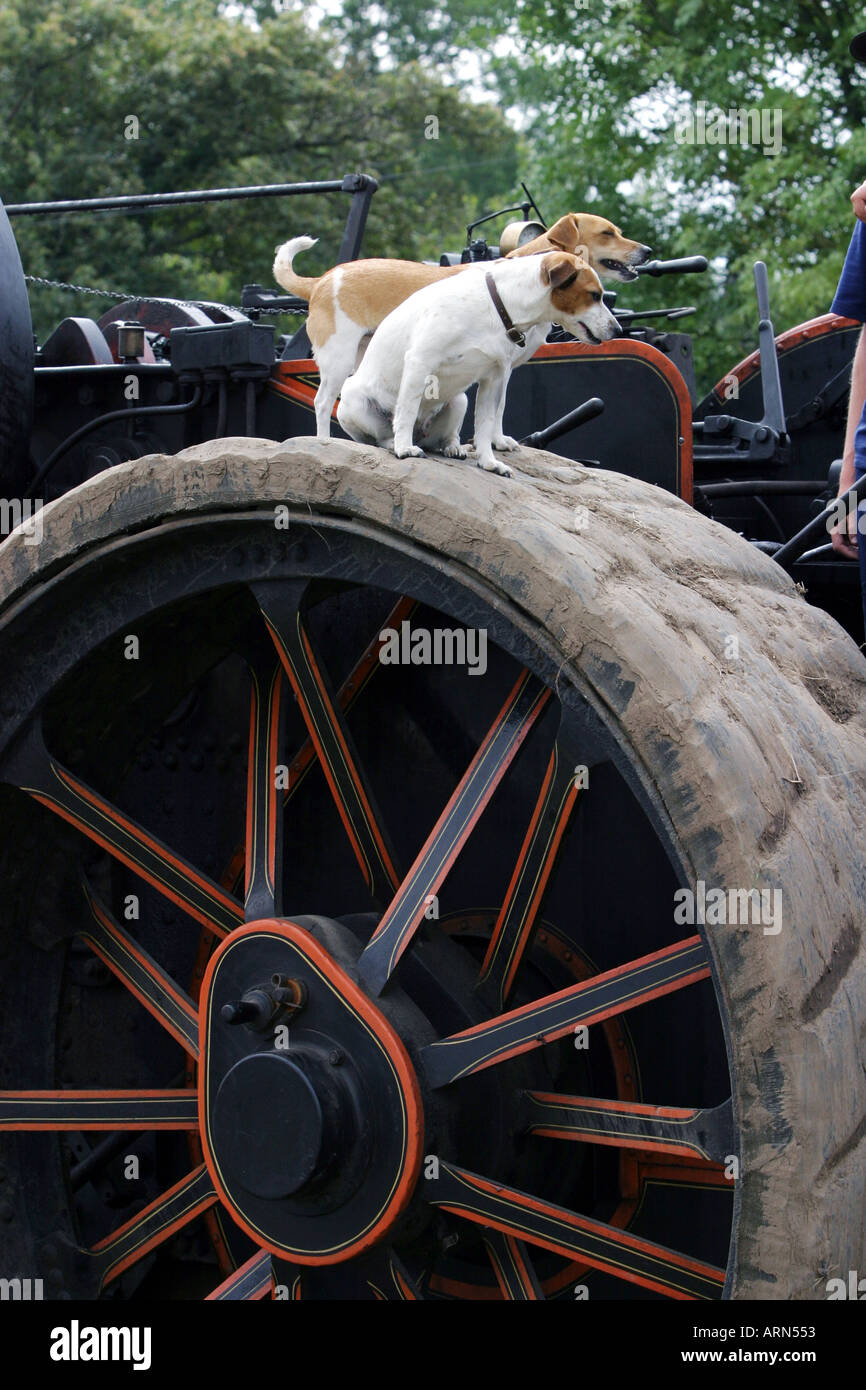 Dogs on Steam Engine Wheel at steam fair Stock Photo - Alamy