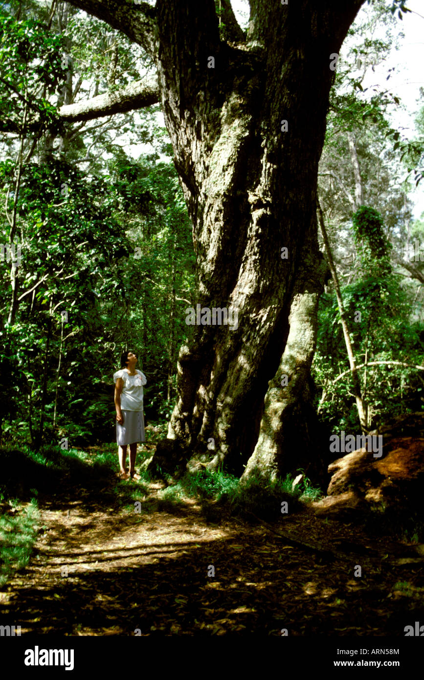 Koa tree hi-res stock photography and images - Alamy