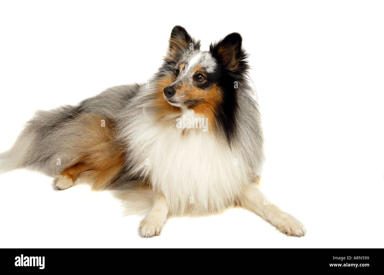 A portrait of a Blue Merle Shetland Sheep Dog on a white background ...