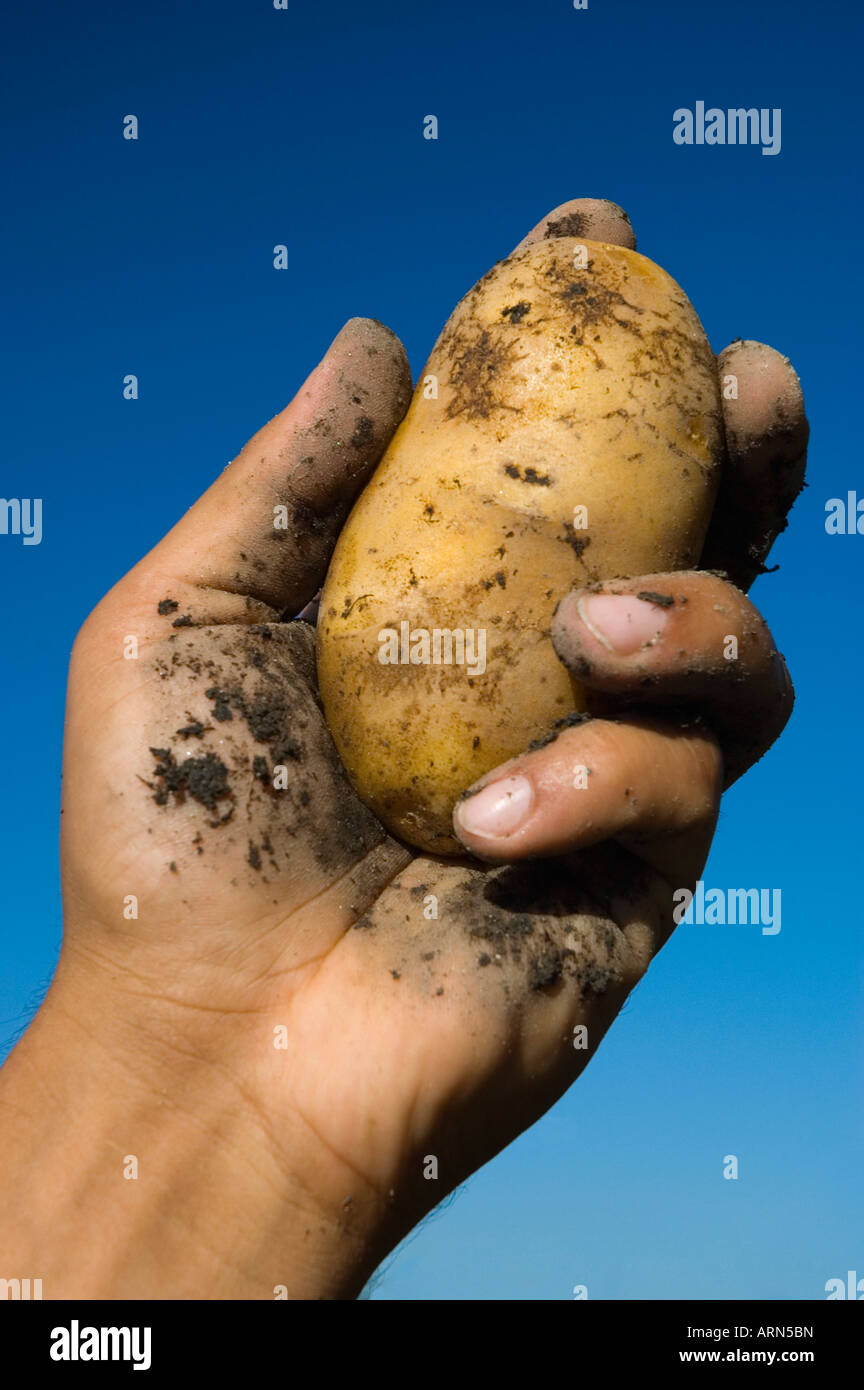 Farmer keeps a potato in his hand symbol of good harvest and generosity ...