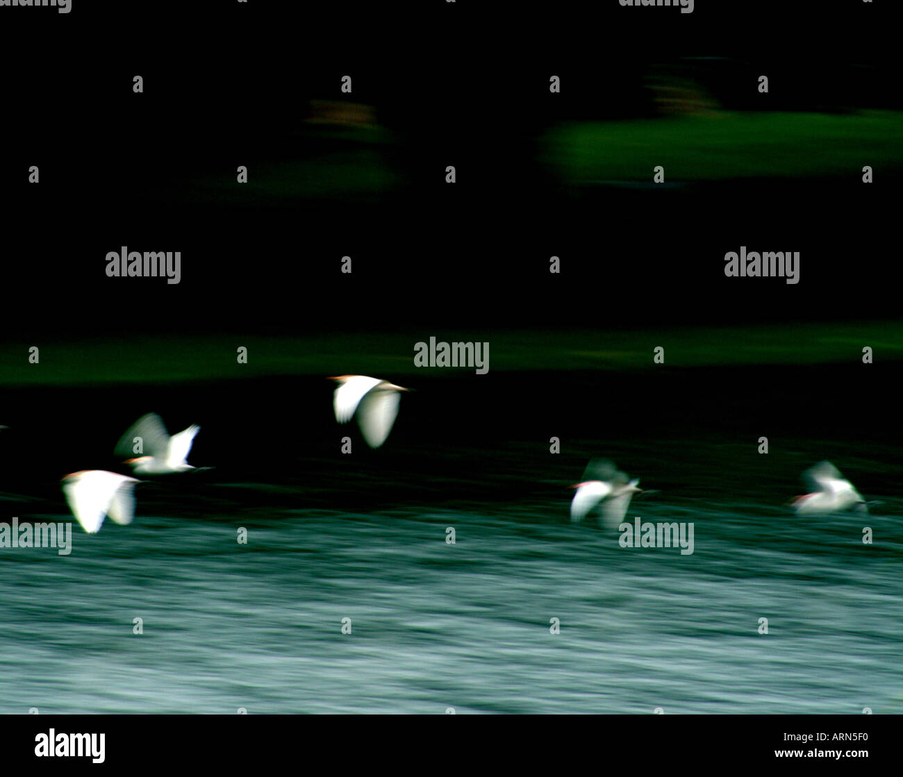 Birds flying low over water hi-res stock photography and images - Alamy