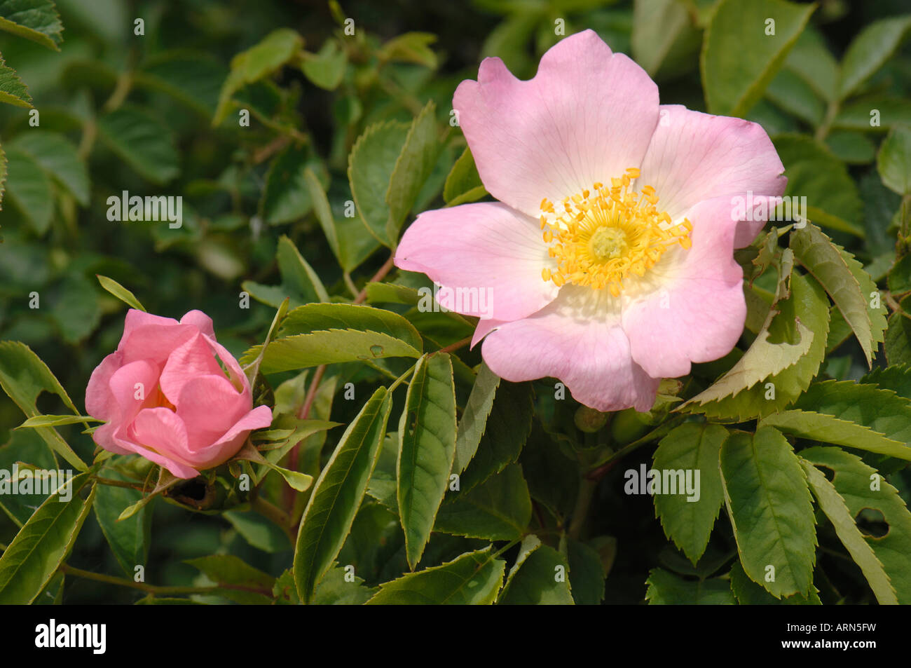 Homoeopathy dog hi-res stock photography and images - Alamy